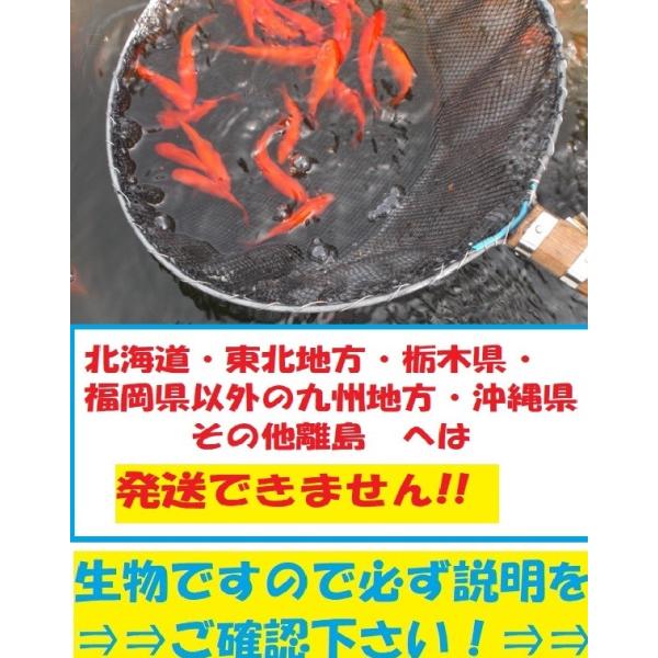 新姉ですので少し小さいです。生物ですので必ずお受取りできる日を伺ってからの発送となります。配達希望日を必ずお書きください。●　北海道、沖縄、福島県、東北地方、鹿児島県・２日以上かかる離島には、　　輸送期間が長いので発送できません。　　暑い時...