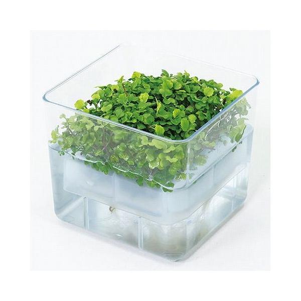 【発売日：2022年12月01日】【商品説明】水耕栽培とスプラウト育成を同じ容器で行えるマルチユニット※季節商品につき、返品・交換はできません。あらかじめご了承ください。【商品詳細】商品サイズ(単位mm):組立時:100×105×90mm、...