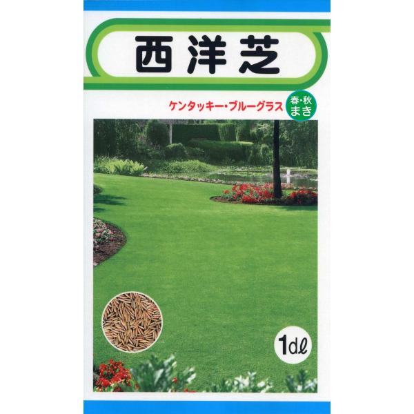 西洋芝ケンタッキーブルーグラスは低温に強いので冬にも青々とした芝生が楽しめ、一年を通して緑の映える素晴らしい庭を作ることができます。またち密で丈夫ですからスポーツターフとして十分耐えます。栽培に当たって注意すべき点は、ケンタッキーブルーグラ...