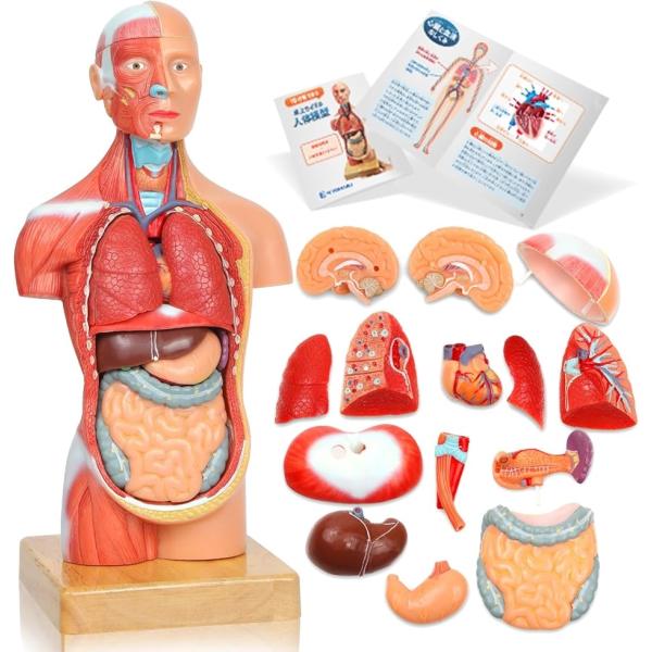 卓上サイズかつ15分解の人体模型のため脳や心臓など各臓器などを実際に見て、手で触れることで立体的に学ぶことができます（簡易ガイドブック付き）人体に興味を持ち始めたお子さまのおもちゃとして学びをアシストするのはもちろん、医学の初学者から実際の...