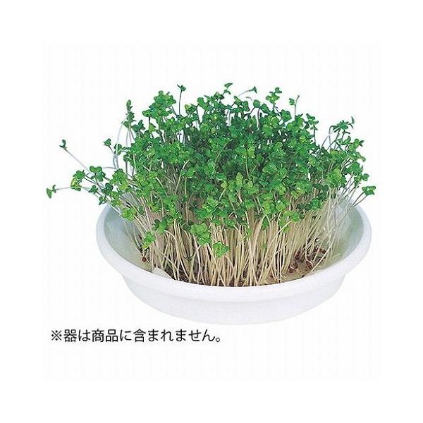 【発売日：2022年12月02日】【商品説明】水耕栽培とスプラウト育成を同じ容器で行えるマルチユニット※季節商品につき、返品・交換はできません。あらかじめご了承ください。【商品詳細】商品サイズ(単位mm):組立時:100×105×90mm、...