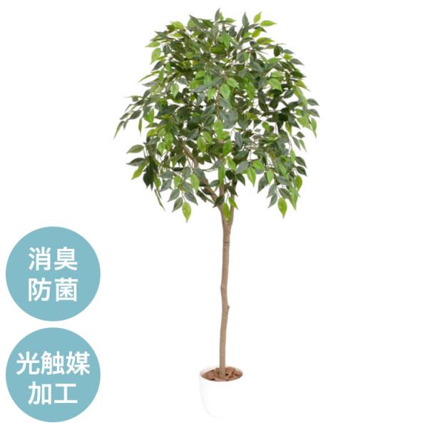 【発売日：2025年10月17日】【商品説明】幹を連結させる組み立て式です。水やり不要・日光不要で置く場所を選ばずお手入れも簡単です。グリーンによる癒し効果もあるので自宅に限らずオフィスにもお勧めです。葉は光触媒加工を施しており、置いておく...