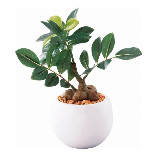 【発売日：2026年01月22日】●防汚効果　酸性の汚れを分解し、更に汚れを付着しにくくしてくれます。ちょうどいいサイズ感植物が空間にひとつあるだけで、おしゃれでさわやかな雰囲気に。コンパクトなサイズなので、お部屋のテーブルなどに飾ってお楽...