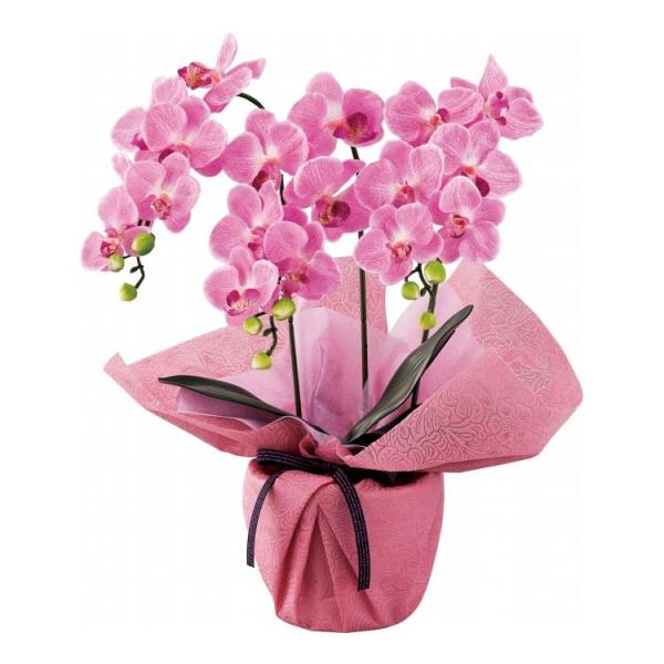 【発売日：2026年01月22日】お部屋のアクセントや空間の彩りに、枯れない豪華な胡蝶蘭。水やり不要でお手入れ簡単なので受け取られた方もストレスフリー。空気をきれいにすると言われるSC触媒加工済です。柔らかく上品な色合いフレッシュピンク【セ...