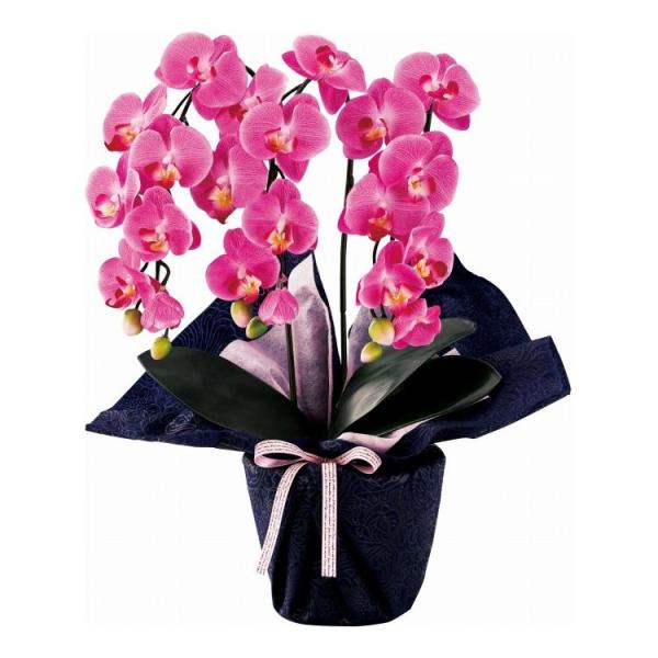 【発売日：2026年01月22日】お部屋のアクセントや空間の彩りに、枯れない豪華な胡蝶蘭。水やり不要でお手入れ簡単なので受け取られた方もストレスフリー。空気をきれいにすると言われるSC触媒加工済です。シックで高級感漂う雰囲気ダークラベンダー...