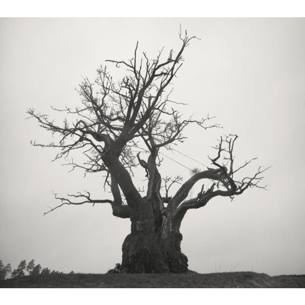 国内正規品となります。（海賊品ではありません。）お客様都合でのキャンセルは受けかねます。ベスト セカイノオワリ セカオワ新品未開封[1]1.幻の命2.虹色の戦争3.スターライトパレード4.天使と悪魔5.Love the warz6.yume...