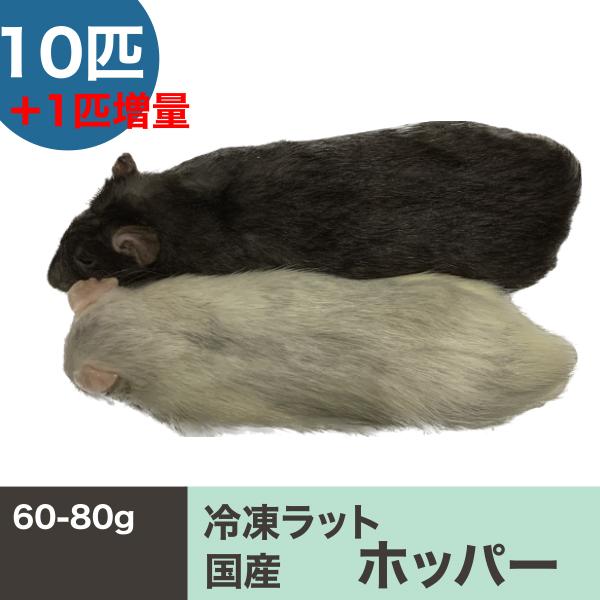 ◆国産冷凍ラット　サイズ：ホッパー１０匹＋１匹増量60〜80グラム◆爬虫類、猛禽類、大型魚等の冷凍餌◆真空パック個包装で鮮度◎解凍の際もパックのままで、餌が濡れることはありません！◆高栄養で消化も良くブリードを考えている方にもオススメ◆湯せ...