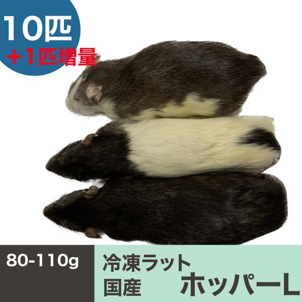 ◆国産冷凍ラット　サイズ：ホッパーL１０匹＋１匹増量８０〜１１０グラム◆爬虫類、猛禽類、大型魚等の冷凍餌◆真空パック個包装で鮮度◎解凍の際もパックのままで、餌が濡れることはありません！◆高栄養で消化も良くブリードを考えている方にもオススメ◆...