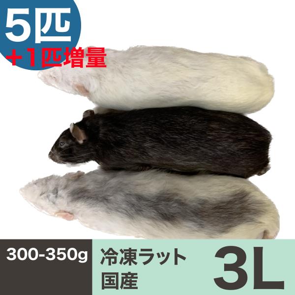 ◆国産冷凍ラット　サイズ：アダルト３L５匹＋１匹増量３００〜３５０グラム◆爬虫類、猛禽類、大型魚等の冷凍餌◆真空パック個包装で鮮度◎解凍の際もパックのままで、餌が濡れることはありません！◆高栄養で消化も良くブリードを考えている方にもオススメ...