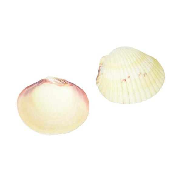 無し/M/-・パッケージ個数:1・本体サイズ (幅X奥行X高さ) :11×2×17cm・本体重量:36g・原産国:フィリピン