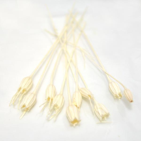 ハーバリウムやアレンジの副素材に。使いやすく小分けした少量パック。10本セット。長さ約10〜15ｃｍ