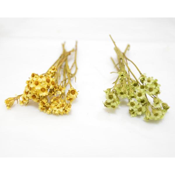 ハーバリウムやアレンジの副素材に。使いやすく小分けした少量パック。花径約0.5ｃｍ