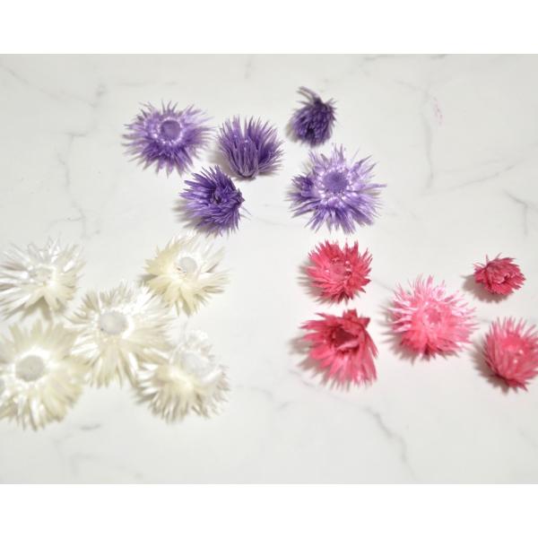 ハーバリウムやアレンジの副素材に。使いやすく小分けした少量パック。大小5個入り。サイズ約2〜4ｃｍ