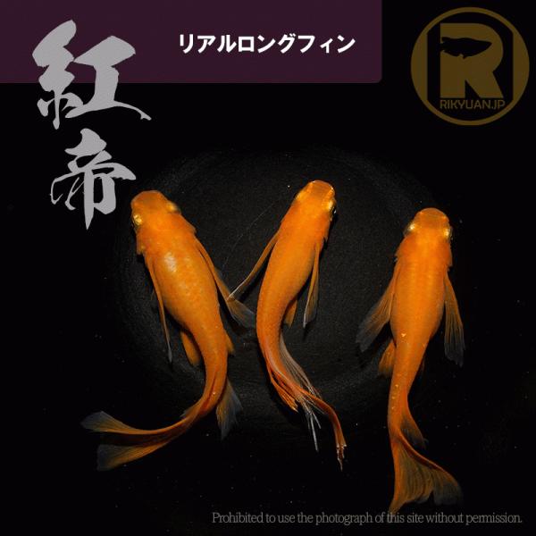 紅帝リアルロングフィンの販売です。2022年産まれ（産卵サイズ）を販売します。しっかりヒレにまで色素が入るリアルロングフィン（RLF)です。以前の紅帝は「透明鱗」でしたが、この品種は「非透明鱗」になりますので掛け合わせの幅が一層広がります。...