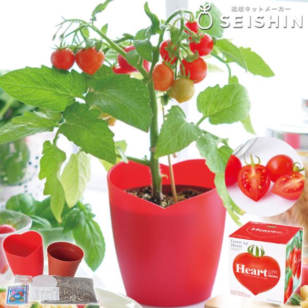 品名聖新陶芸 ハートの実がなる ハートマト 栽培セット商品詳細ぷっくりかわいいハート型トマトを育てましょ♪簡単ポットで自家栽培。卓上で成熟トマトの出来上がり★自分で作ったトマトでのクッキングはまた一段と愛情たっぷりに仕上がります。お子さんの...