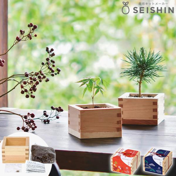 品名聖新陶芸 ソダテマス 盆栽 GD-846商品詳細ヒノキ枡で小さな樹木を育てる盆栽栽培セット。和紙の包みを開けると、ヒノキがほんのりと香る、日本らしい装いです。黒松・桜・紅葉の3種類からお選びいただけます。「枡」が祝い事を連想するおめでた...