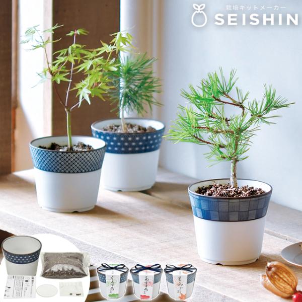 品名聖新陶芸 染付小紋盆栽栽培セット GD-452商品詳細白い磁肌に藍色の細やかな小紋がデザインされた染付けの器で、盆栽にもなる日本らしい植物を栽培することができます。黒松・桜・紅葉からお選びいただけます。少し栽培難易度は高めですが、発芽し...