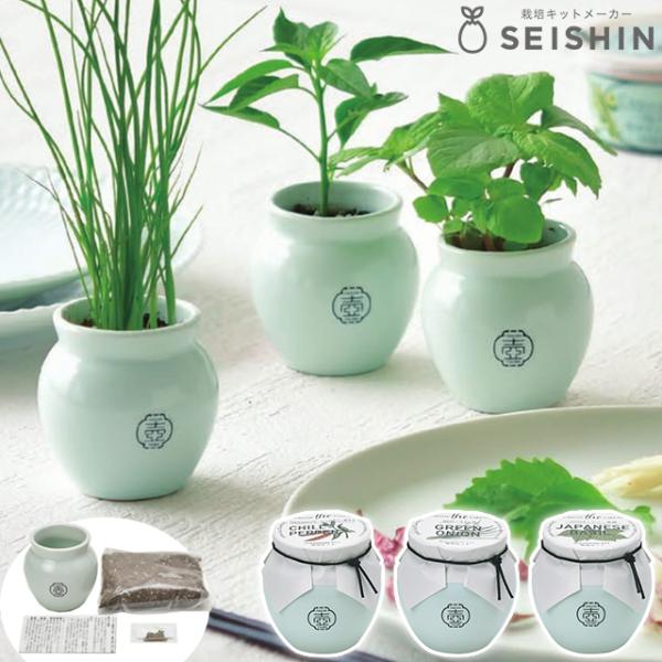 品名聖新陶芸 TSUBO ツボ GD-998商品詳細器・土・種、すべてが揃った栽培キット！園芸をしたことがない…という方でも安心して育てることができます。おうちの中で気軽に植物が育つ喜びをお楽しみください♪こちらの商品は…壺で育てる！？　薬...