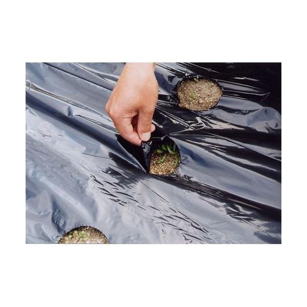 黒色マルチの機能に苗の植え付け穴をミシン目加工済みです。シートの厚み0.03mm穴の直径80mm穴の位置目安：幅方向に8個7cm間隔、中央の間隔は15cm、長さ方向に22cm間隔材質：PEDIY・工具・ガーデン:ガーデン:農業・園芸用資材:マルチ