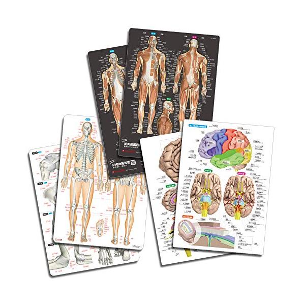 A4サイズのプラスチック下敷き「人体まるわかりシート」シリーズ「骨と関節」、「筋肉」、「脳」の3枚セットです。 続きを読む本/医学・薬学・看護学・歯科学/基礎医学/解剖学