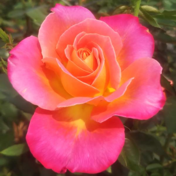 ◆10営業日以内の発送予定◆【品種名】　グラナダ【学　名】　Granada【作　出】　1964【樹　高】　約1.3〜1.5m【花　色】　黄・赤の覆色、イエロー系、レッド系【花弁数】　34〜40【花　径】　12〜14cm　【開き方】　半剣弁高...