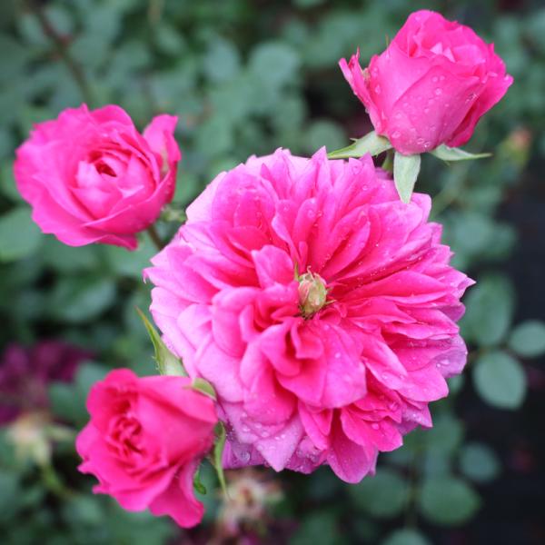 ◆10営業日以内の発送予定◆【品種名】　アイバーズ ローズ【学　名】　Ivor's Rose【作　出】　2004【樹　高】　1.5〜1.7ｍ【花　色】　ローズレッド【花弁数】　60〜80【花　径】　8〜10cm【開き方】　ロゼット咲き【形　...