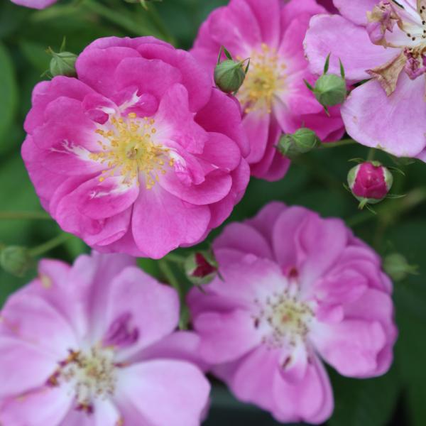 ◆10営業日以内の発送予定◆【品種名】　パープルスカイライナー【学　名】　Purple Skyliner【作　出】　2002【樹　高】　1.5〜2.5m【花　色】　紫【花弁数】　17〜25【花　径】　3〜4cm【開き方】　丸弁平咲き【形　状...