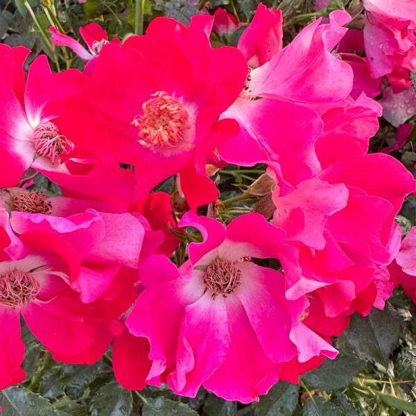 ◆10営業日以内の発送予定◆【品種名】　ドルトムント【学　名】　Dortmund【作　出】　1955　【樹　高】　2.0〜2.5m【花　色】　赤・レッド、中心白【花弁数】　5【花　径】　8〜9cm【開き方】　一重咲き【形　状】　つる性【花　...