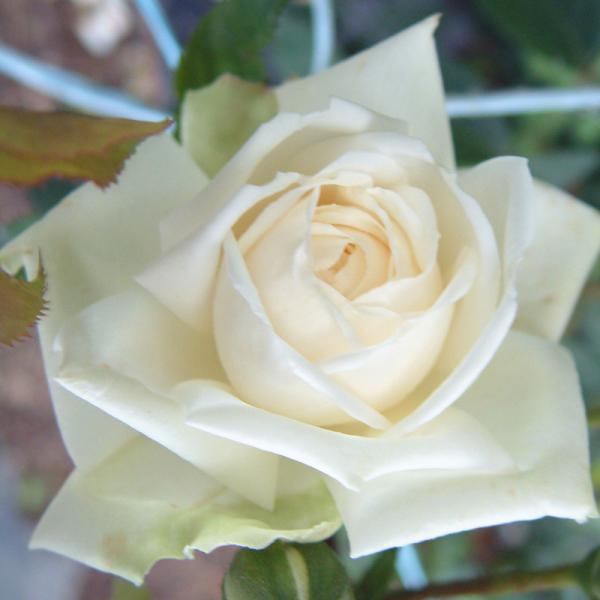 ◆10営業日以内の発送予定◆ 【品種名】　イルセクロンスペリオール【学　名】　Ilse Krohn Superior【作　出】　1964年【樹　高】　2.5〜3.0m【花　色】　クリームホワイト【花弁数】　50〜60【花　径】　6〜8cm【...