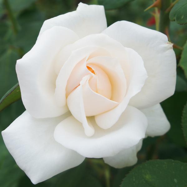 ◆10営業日以内の発送予定◆ 【品種名】　グランモゴール【学　名】　Grand Mogul【作　出】　1965年【樹　高】　約2.5m【花　色】　淡いアプリコット【花弁数】　17〜25【花　径】　約12cm【開き方】　半剣弁高芯咲き【形　状...