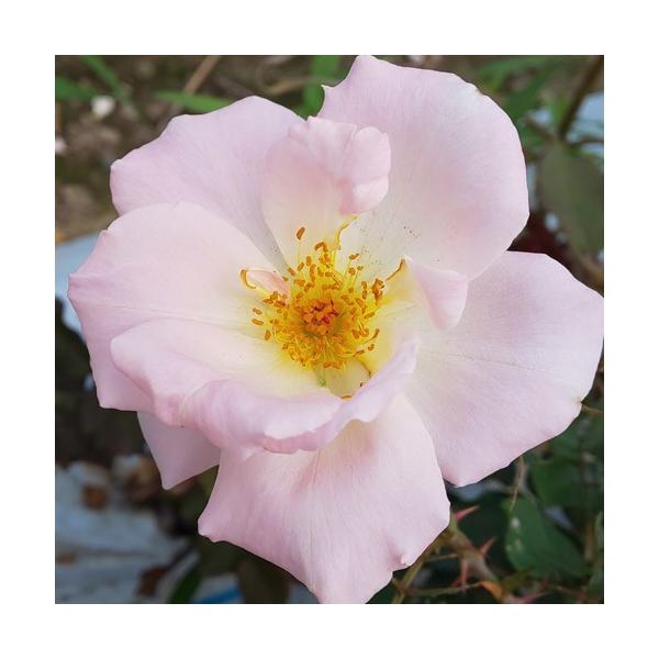 ◆10営業日以内の発送予定◆【品種名】　コルネリスヴレイスウェイク【学　名】　Cornelis Vreeswijk【作　出】　2016【樹　高】　0.6〜0.8m【花　色】　ピンク【花弁数】　20〜25【花　径】　5〜6cm【開き方】　丸弁...