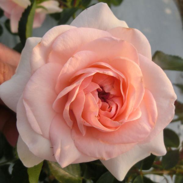 ◆10営業日以内の発送予定◆【品種名】　ドローニングマルグレーテ・パレス【学　名】　Dronning Margrethe Palace【作　出】　1990【樹　高】　0.4〜0.6m【花　色】　淡いサーモンピンク【花弁数】　60〜70【花　...