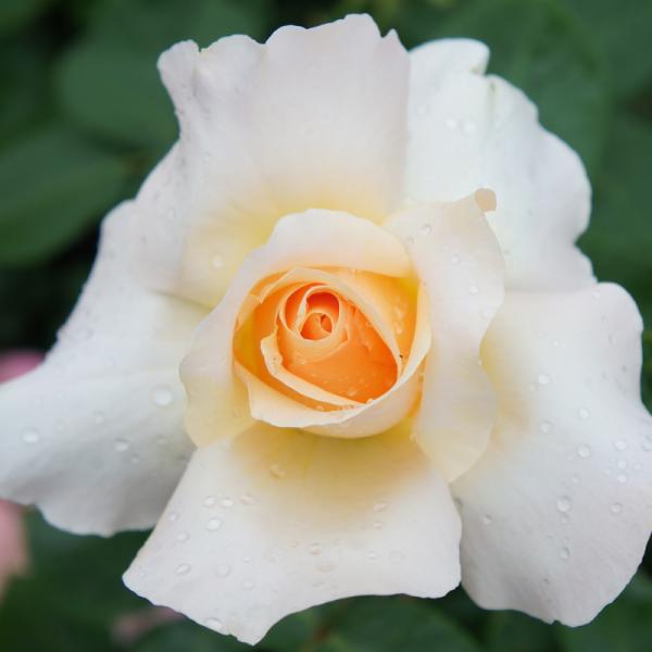 ◆10営業日以内の発送予定◆【品種名】　コモンウェルスグローリー【学　名】　Commonwealth Glory【作　出】　1998【樹　高】　1.2〜1.5m【花　色】　淡いアイボリー、白系、ホワイト系【花弁数】　35〜45【花　径】　約...