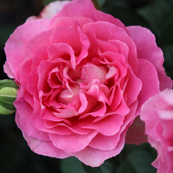 ◆10営業日以内の発送予定◆【品種名】　ボルネオオドール【学　名】　Borneo Odore【作　出】　2017【樹　高】　0.6〜0.8m【形　状】　半直立性【花　色】　濃いピンク【花弁数】　60〜80【花　径】　8〜10cm【開き方】　...