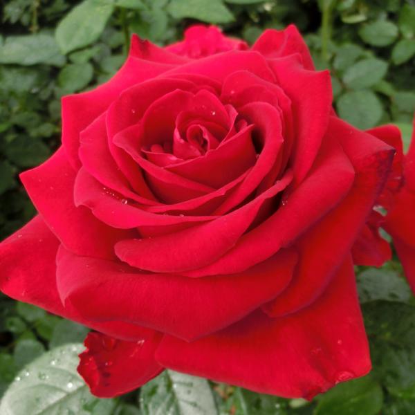 ◆10営業日以内の発送予定◆【品種名】　イングリッドバーグマン【学　名】　Ingrid Bergman【作　出】   1984【樹　高】　1.0〜1.5m【花　色】　濃い赤、レッド【花弁数】　約35【花　径】　15〜16cm【開き方】　剣弁...