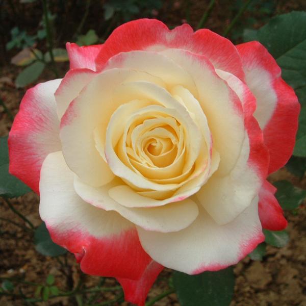 ◆10営業日以内の発送予定◆【品種名】　ダブルデライト【学　名】　Double Delight【作　出】　1977【樹　高】　1.0〜1.5m【花　色】　クリームに紅の覆輪、開くにつれて紅色が入る【花弁数】　40〜45【花　径】　12〜13...