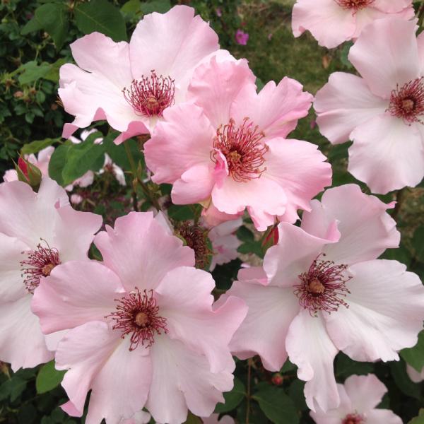 ◆10営業日以内の発送予定◆【品種名】　デンティベス【学　名】　Dainty Bess　【作　出】　1925【樹　高】　1.3〜1.5m【花　色】　淡いピンク【花弁数】　5【花　径】　14〜16cm【開き方】　一重咲き【形　状】　直立性【花...