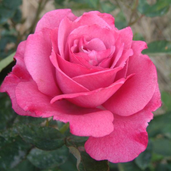 ◆10営業日以内の発送予定◆【品種名】　リラワンダー【学　名】　Lila Wunder【作　出】 　-【樹　高】　1.3〜1.5m【花　色】　紫、パープル【花弁数】　約25【花　径】　12〜14cm【開き方】　剣弁高芯咲き【形　状】　直立性...