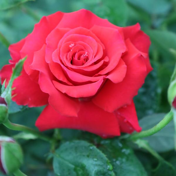 ◆10営業日以内の発送予定◆【品種名】　レッドピース【学　名】　Red Peace【作　出】　1950【樹　高】　1.5〜1.8m【花　色】　赤【花弁数】　約60【花　径】　14〜16cm【開き方】　剣弁高芯咲き【形　状】　直立性【花　期】...