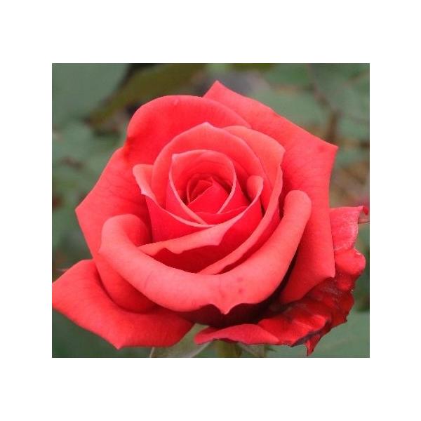 ◆10営業日以内の発送予定◆ 　【品種名】　ロータステム【学　名】　Roter Stern【作　出】　1958【樹　高】　1.0〜1.6m【花　色】　赤【花弁数】　20〜30【花　径】　10〜13cm【開き方】　半剣弁咲き【形　状】　直立性...