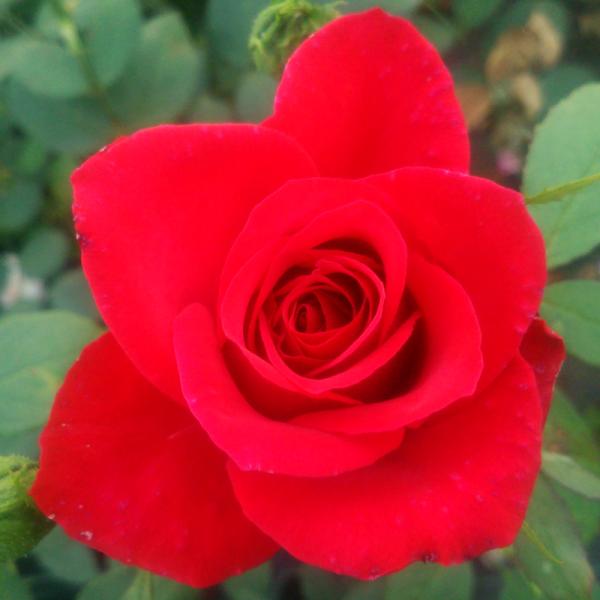 ◆10営業日以内の発送予定◆【品種名】　オリンピアド【学　名】　Olympiad【作　出】　1982【樹　高】　1.0〜1.5m【花　色】　緋赤色、濃紅、レッド【花弁数】　30〜35【花　径】　約13cm【開き方】　剣弁高芯咲き【形　状】　...