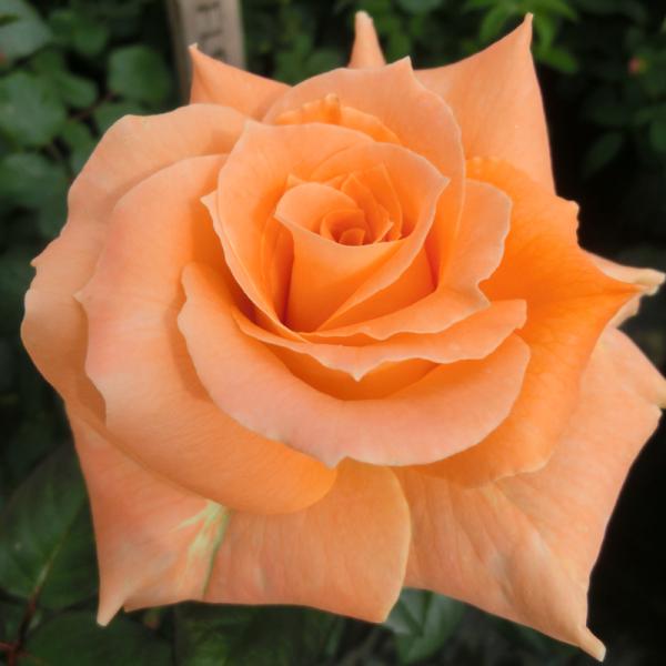 ◆10営業日以内の発送予定◆【品種名】　フローラダニカ【学　名】　Flora Danica【作　出】　1989【樹　高】　1.2〜1.4m【花　色】　オレンジ、外弁に赤みを帯びる【花弁数】　20〜30【花　径】　8〜10cm【開き方】　半剣...