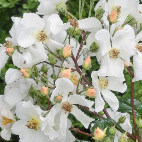 ◆10営業日以内の発送予定◆ 【品種名】　ホワイトマジック【学　名】　White Magic【作　出】　1989／ベルギー／LENS【樹　高】　1.5〜2.0m【花　色】　白【花弁数】　5【花　径】　4〜5cm【開き方】　一重咲き【形　状】...