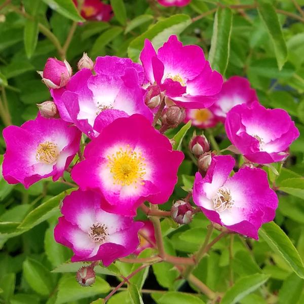 ◆10営業日以内の発送予定◆【品種名】　シベリウス【学　名】　Sibelius【作　出】　1984／ベルギー／LENS【樹　高】　0.8〜1.0m【花　色】　紫・パープル、中心白・ホワイト【花弁数】　約15【花　径】　2〜3cm【開き方】　...