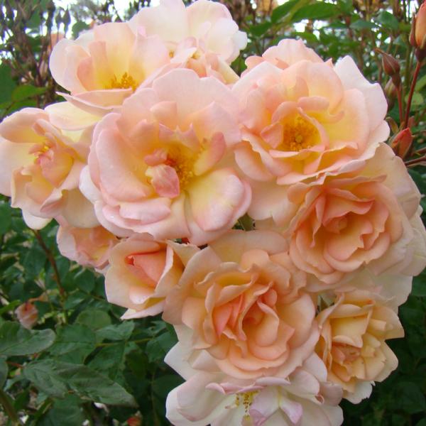 ◆10営業日以内の発送予定◆【品種名】　アブソルメントクロード【学　名】　Absolument claude【作　出】　2016／ベルギー／LENS【樹　高】　1.2〜1.5m【花　色】　アプリコットオレンジ【花弁数】　17〜25【花　径】...