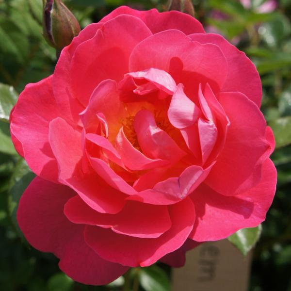 ◆10営業日以内の発送予定◆ 【品種名】　ミルヘムペンバートン【学　名】　Milhem Pemberton【作　出】　2018／ベルギー／LENS【樹　高】　0.6〜0.8m【花　色】　濃いローズピンクに緋赤【花弁数】　25〜30【花　径】...