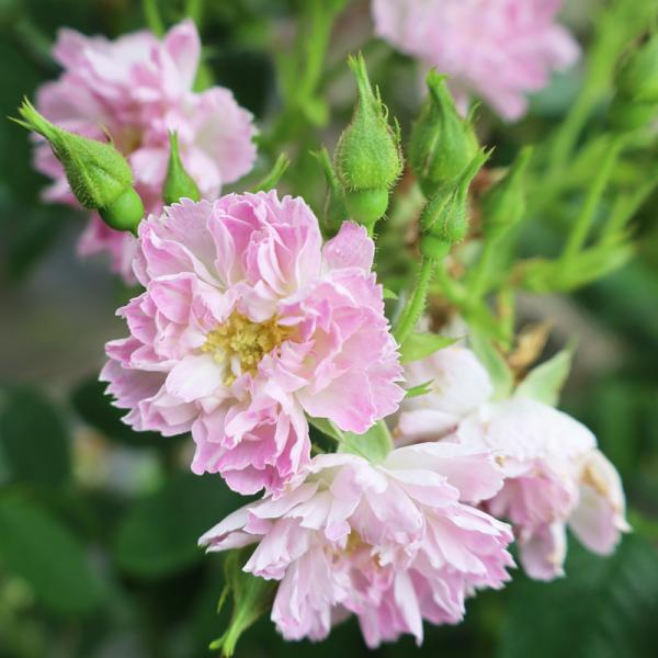 ◆10営業日以内の発送予定◆【品種名】　ジャン・ド・ブルージュ 【学　名】　Jean de Bruges【作　出】　2020／ベルギー／LENS【樹　高】　1.5〜1.8m【花　色】　ライラックピンク【花弁数】　60〜70【花　径】　6〜7...