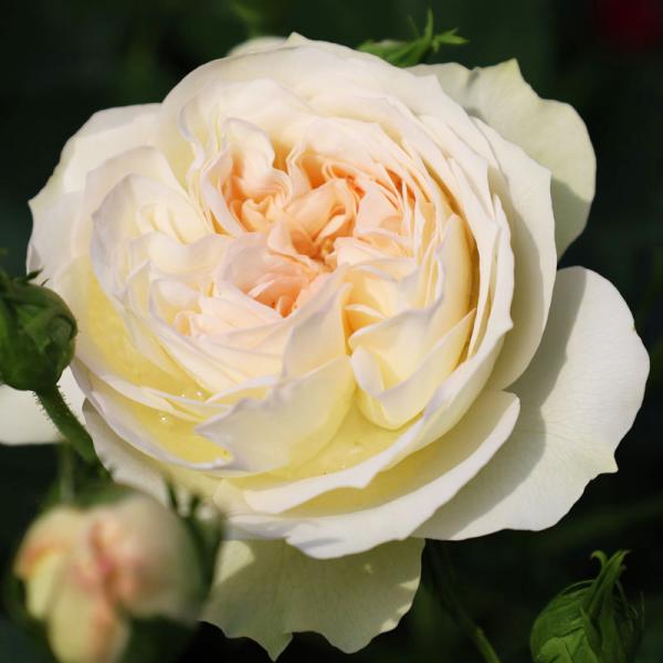 ◆10営業日以内の発送予定◆【品種名】　パステラ【学　名】　Pastella【作　出】　2004【樹　高】　0.6〜0.8m【花　色】　白、中心はピンク【花弁数】　70〜90【花　径】　5〜6cm【開き方】　ロゼット咲き【形　状】　横張り性...