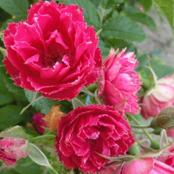 ◆10営業日以内の発送予定◆【品種名】　F.J.グルーテンドルスト【学　名】　F.J.Grootendorst【作出年】　1918【樹　高】　0.7〜1.0m【花　色】　赤【花弁数】　約25【花　径】　3〜5cm【開き方】　丸弁平咲き【形　...