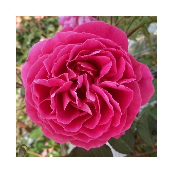 ◆10営業日以内の発送予定◆【品種名】　グルスアンテプリッツ【学　名】　Gruss an Teplitz【作出年】　1897【樹　高】　1.0〜2.0m【花　色】　春はローズレッド、秋は深赤【花弁数】　30〜40【花　径】　5〜8cm【開き...